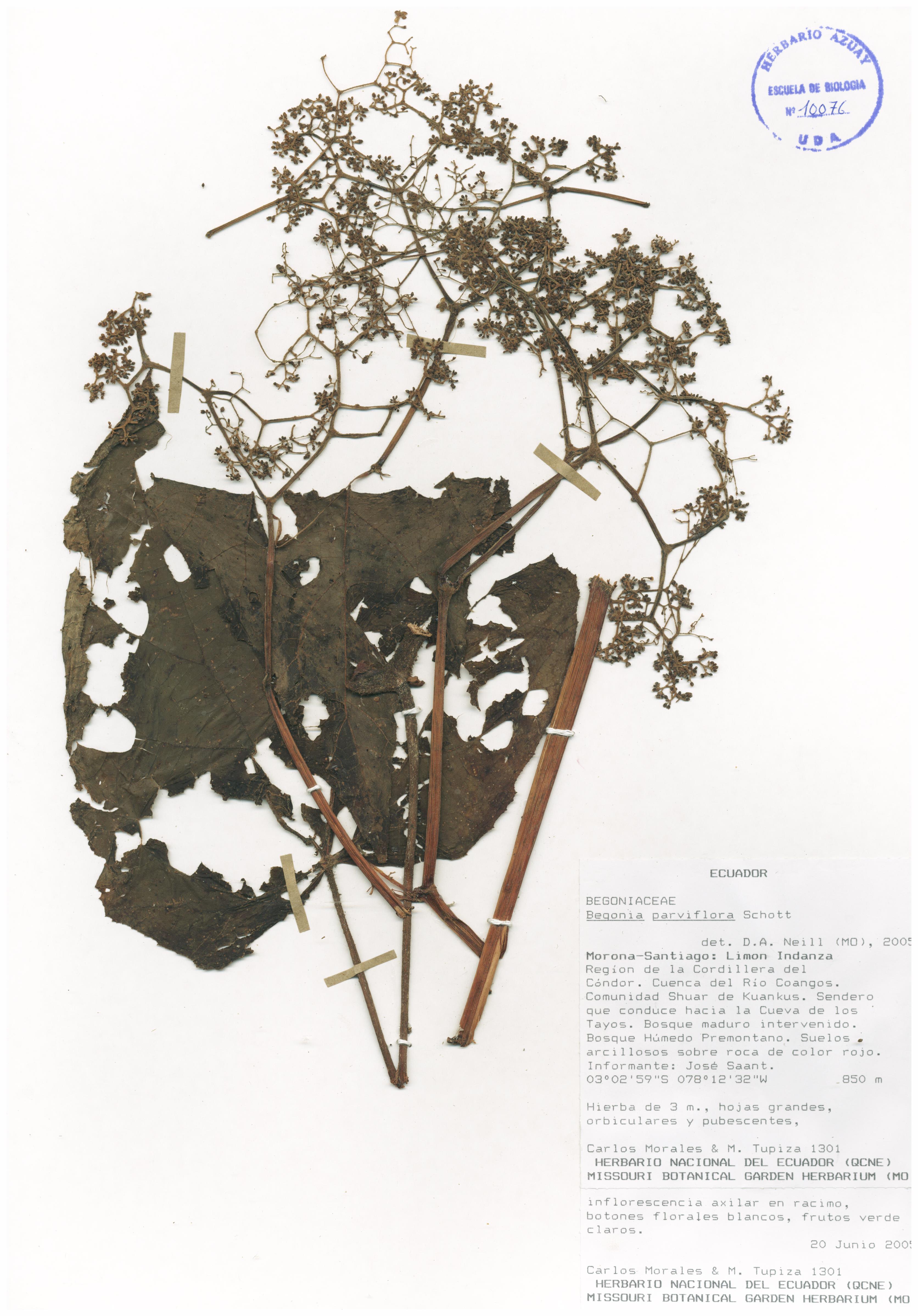 Begonia parviflora Poepp. & Endl. | Herbario Azuay - Universidad del Azuay