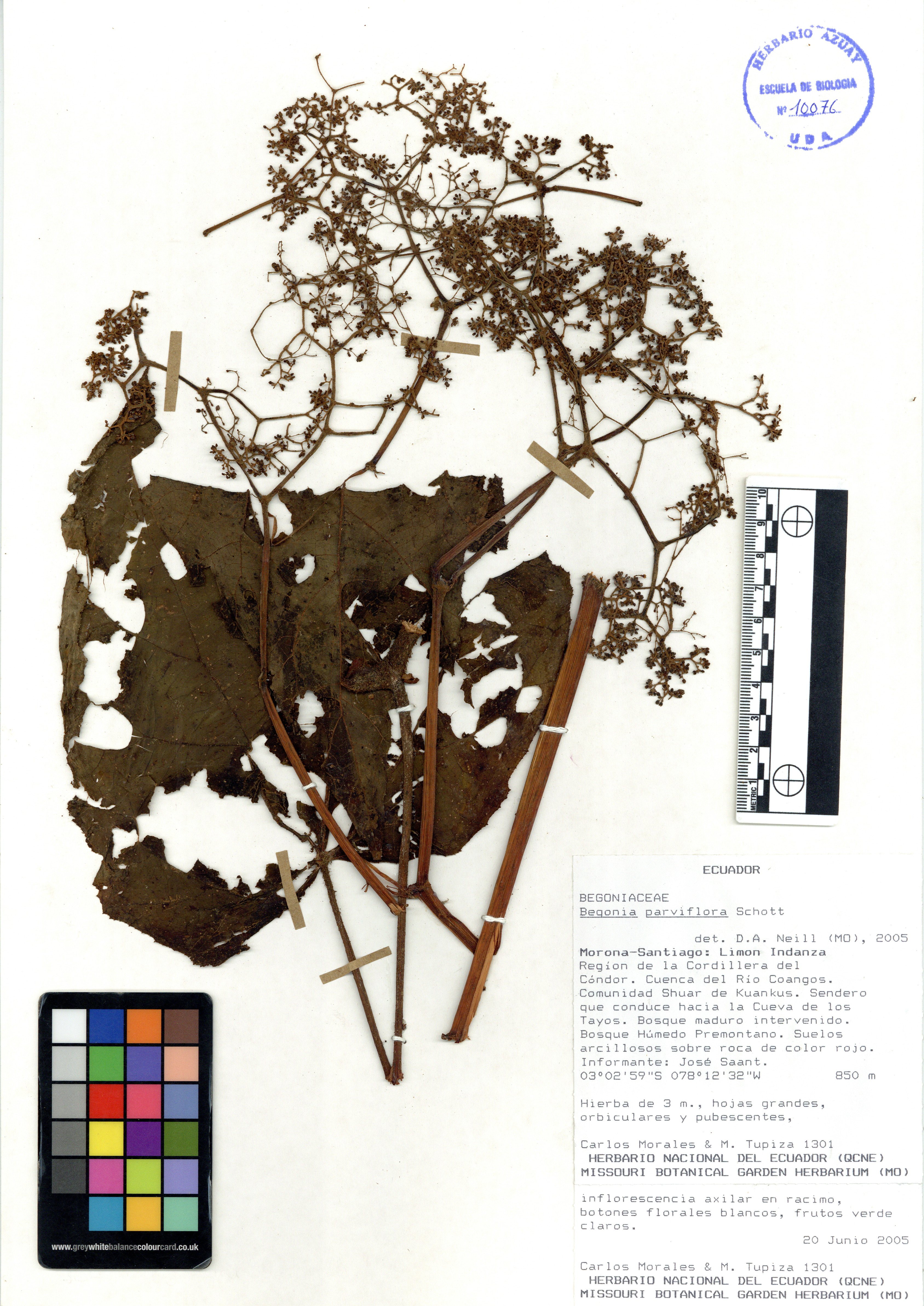Begonia parviflora Poepp. & Endl. | | Herbario Azuay