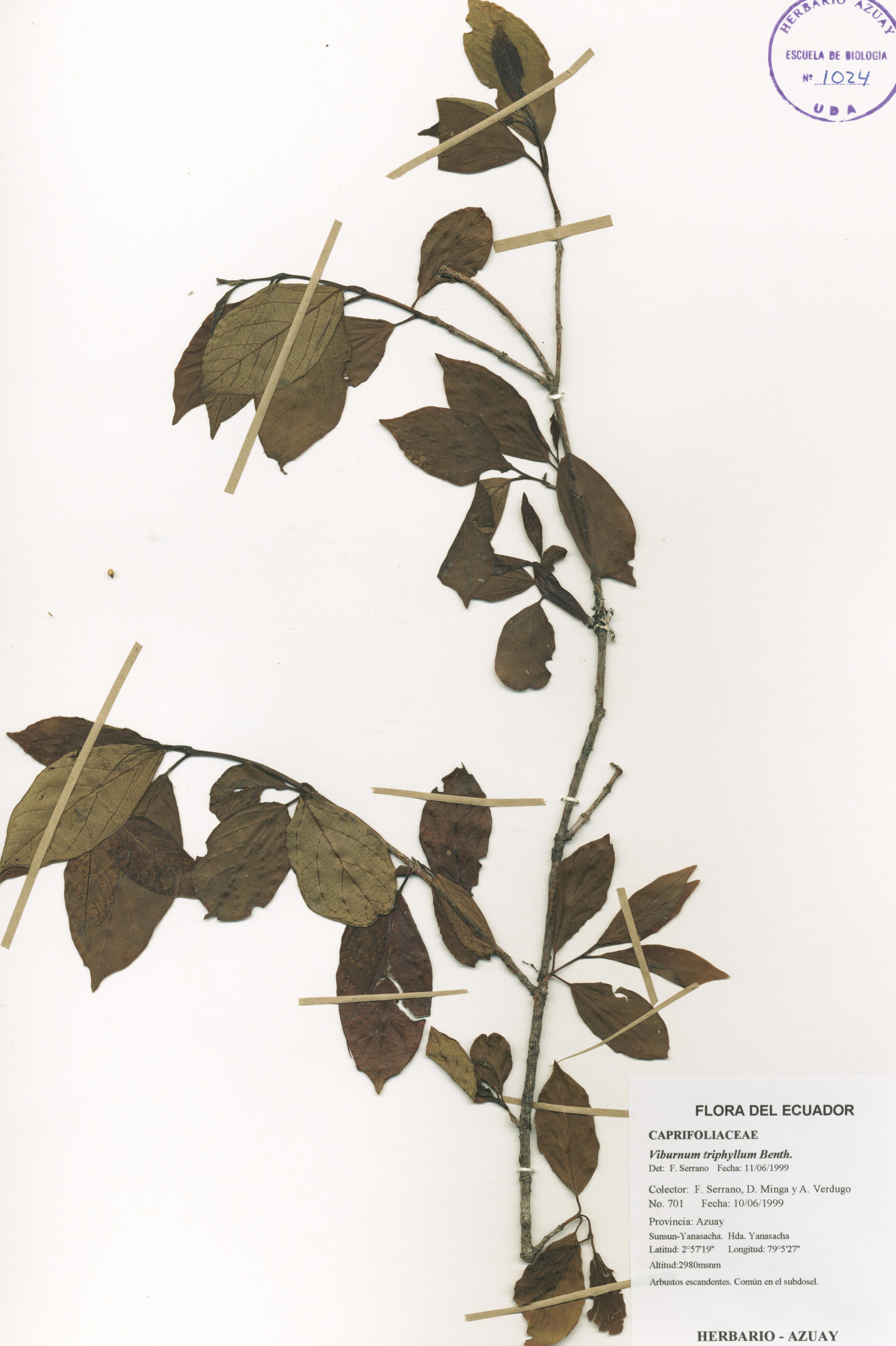 Viburnum triphyllum Benth. | Herbario Azuay - Universidad del Azuay