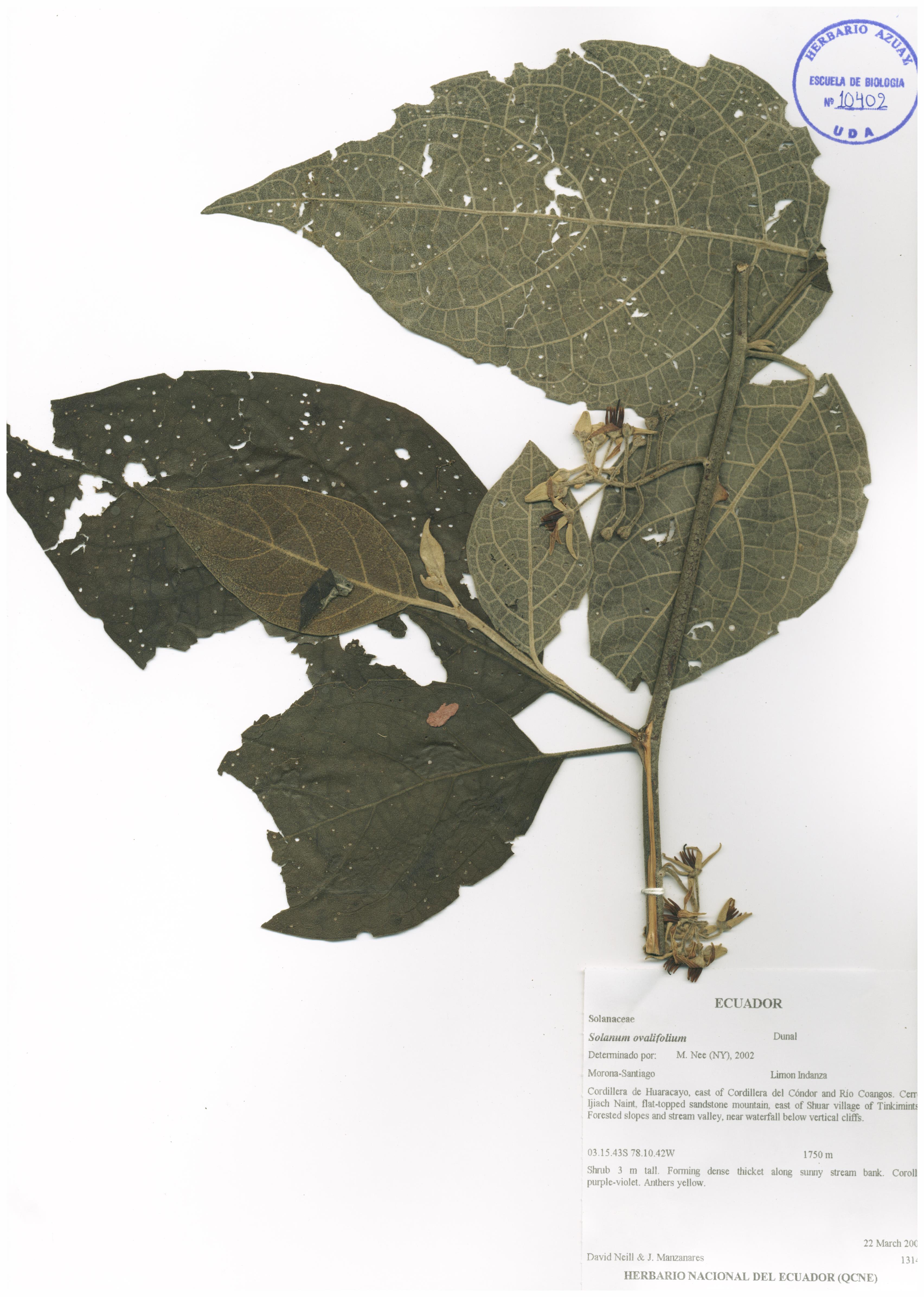Solanum ovalifolium Dunal | Herbario Azuay - Universidad del Azuay