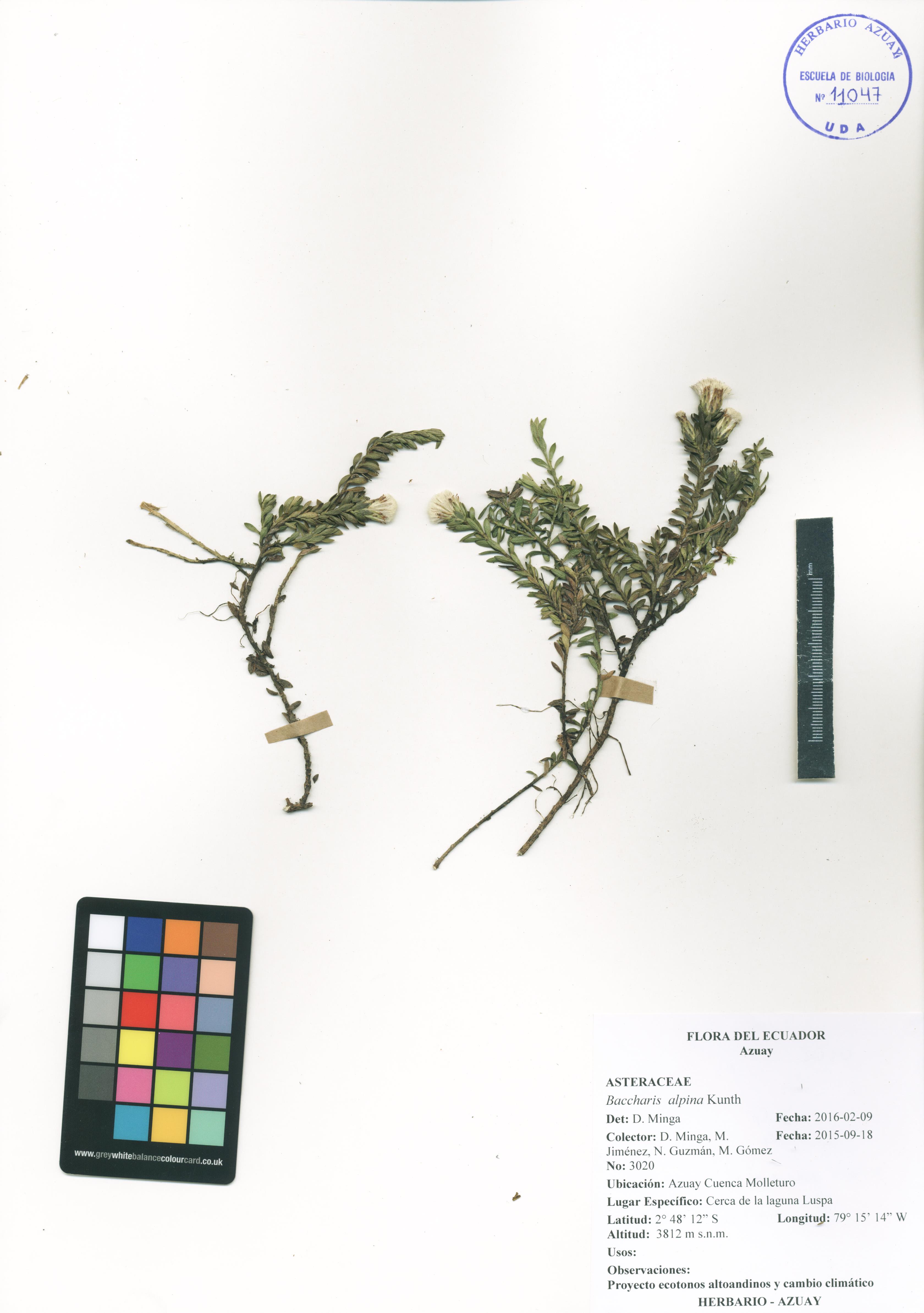 Baccharis alpina Kunth | | Herbario Azuay