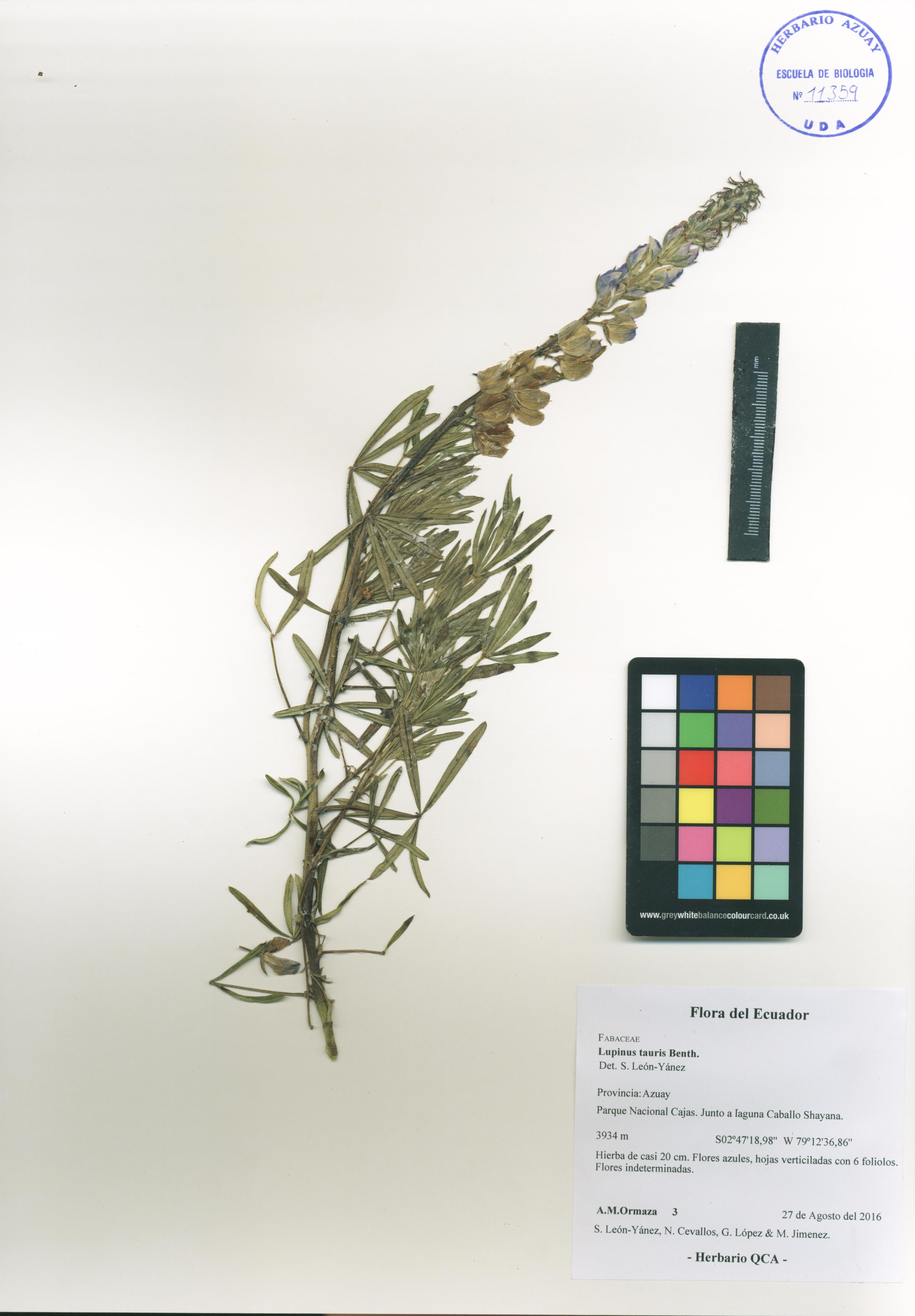 Lupinus tauris Benth. | | Herbario Azuay