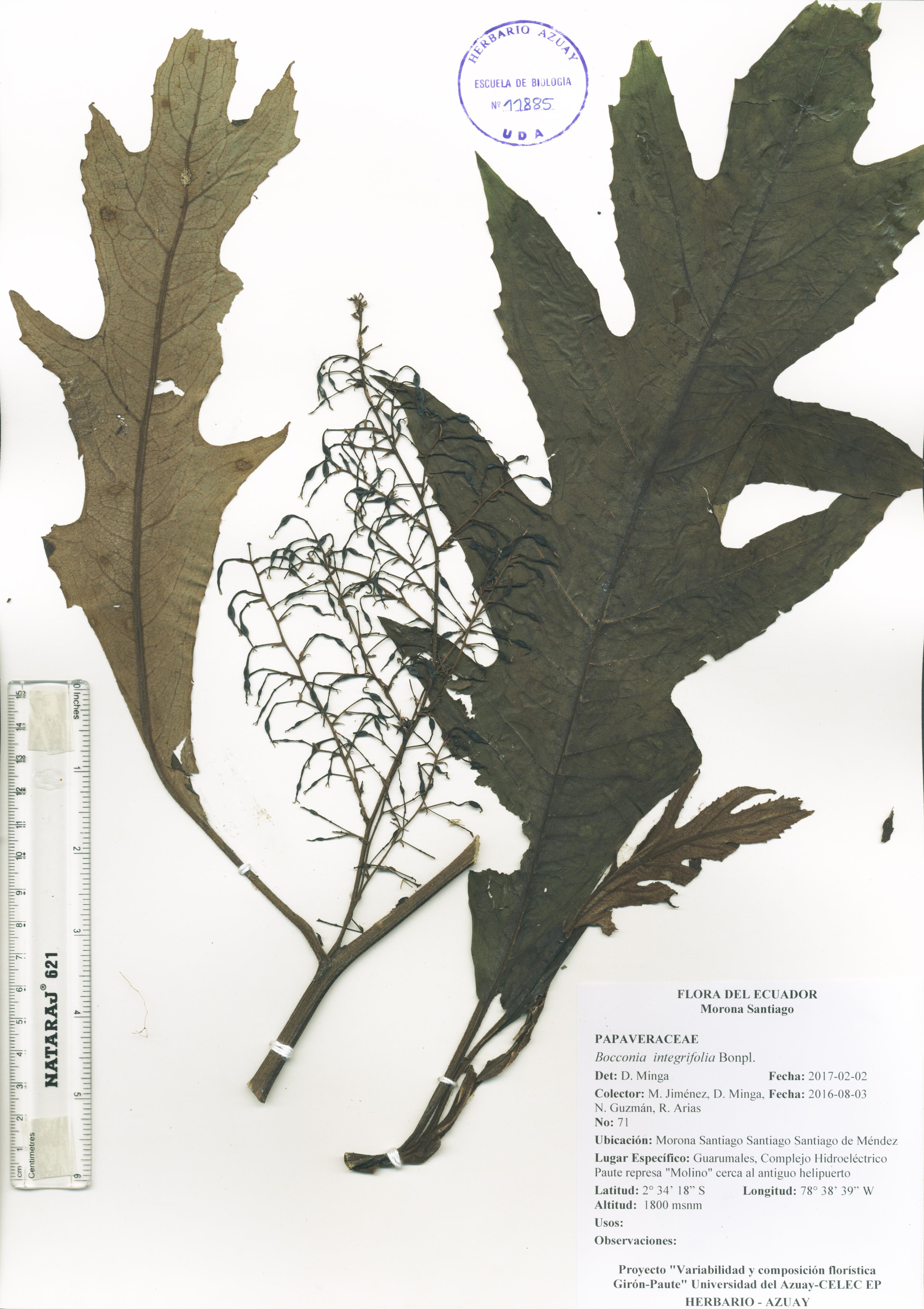 Bocconia Integrifolia | Bocconia integrifolia Guachile, llora sangre ...