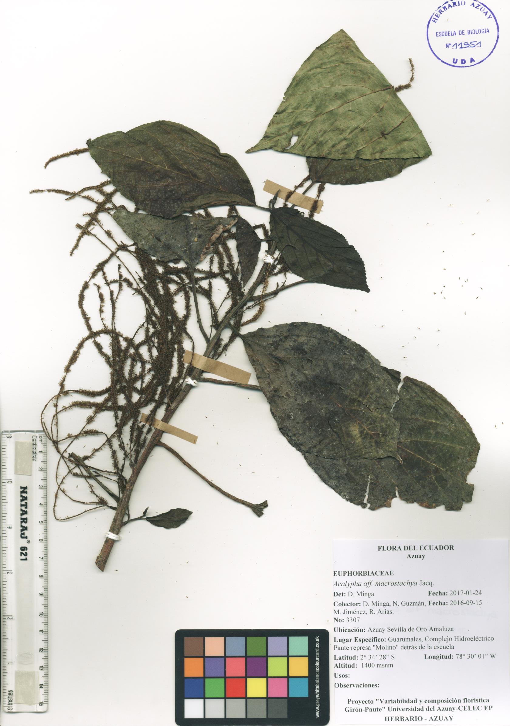 Myriocarpa stipitata Benth. | Herbario Azuay - Universidad del Azuay