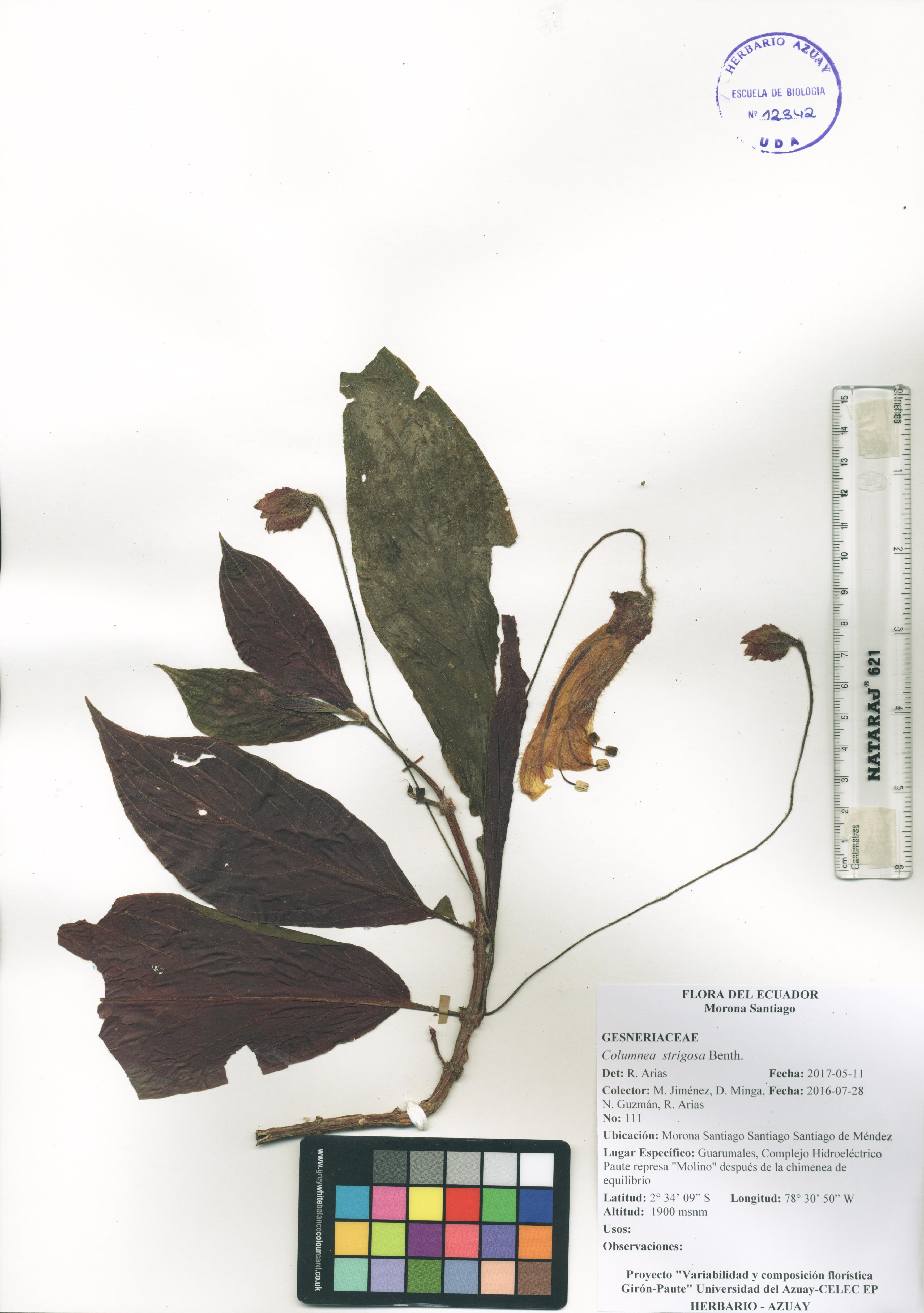Columnea strigosa Benth. | | Herbario Azuay