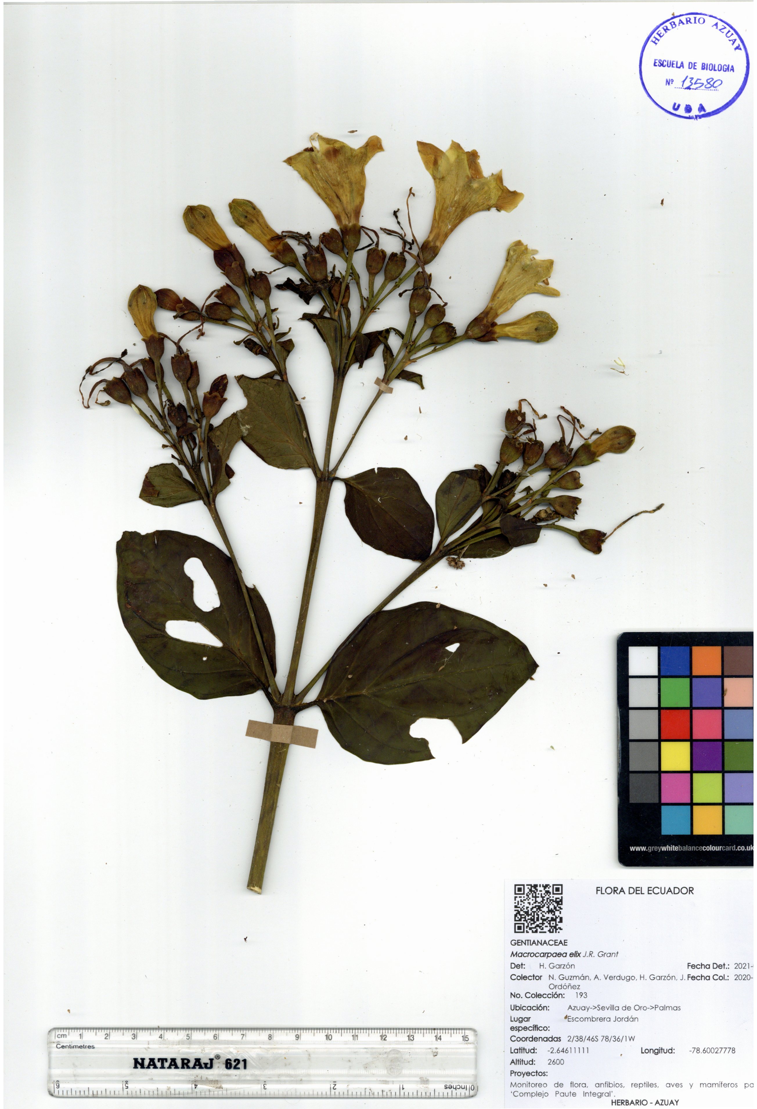 Macrocarpaea elix J.R. Grant | | Herbario Azuay