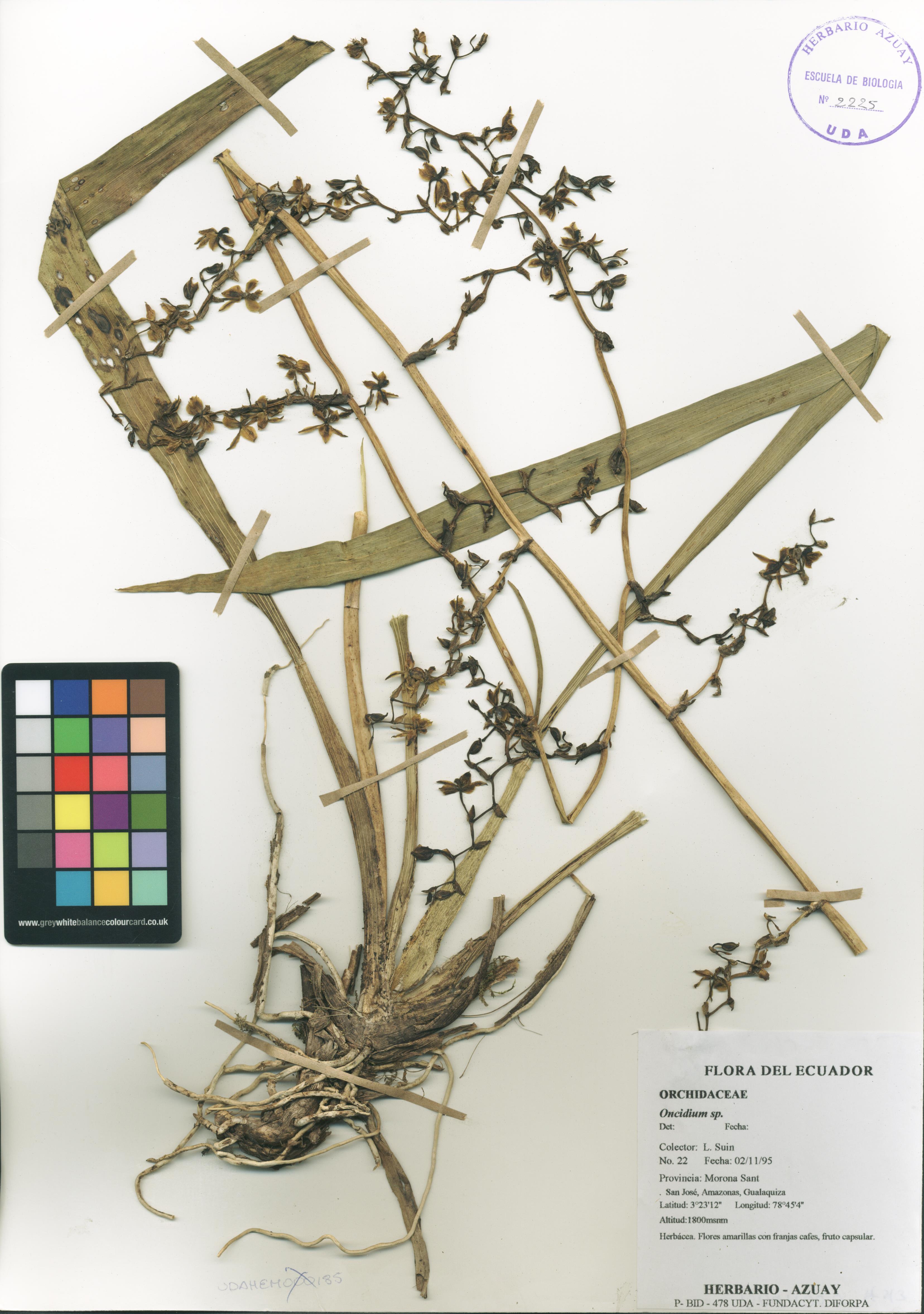 Oncidium sp. SIN DETERMINAR | Herbario Azuay - Universidad del Azuay