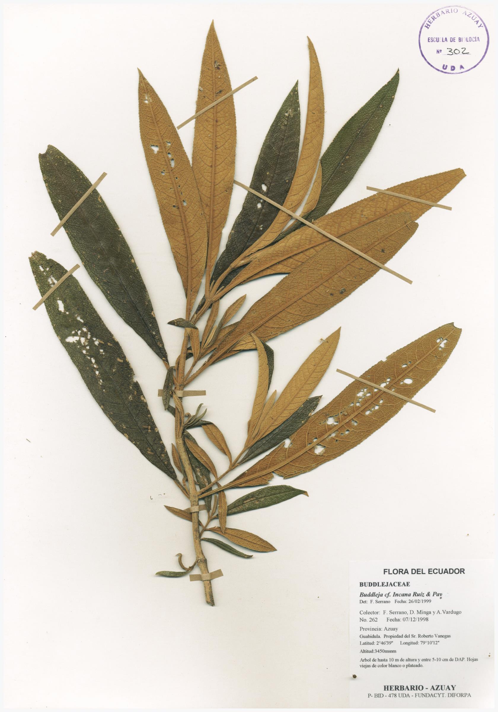 Buddleja incana Ruiz & Pav. | | Herbario Azuay