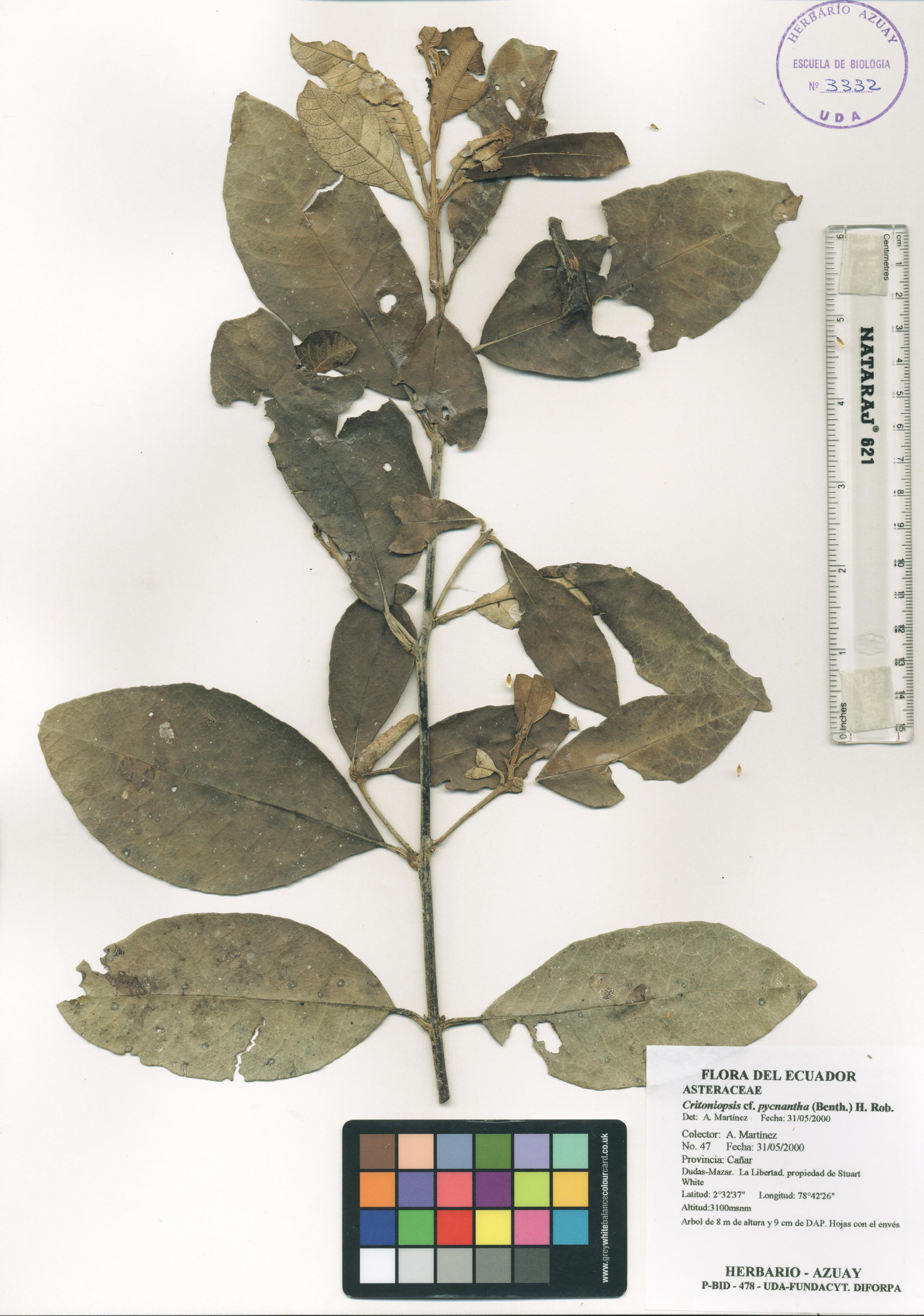 Critoniopsis pycnantha (Benth.) H. Rob. | | Herbario Azuay