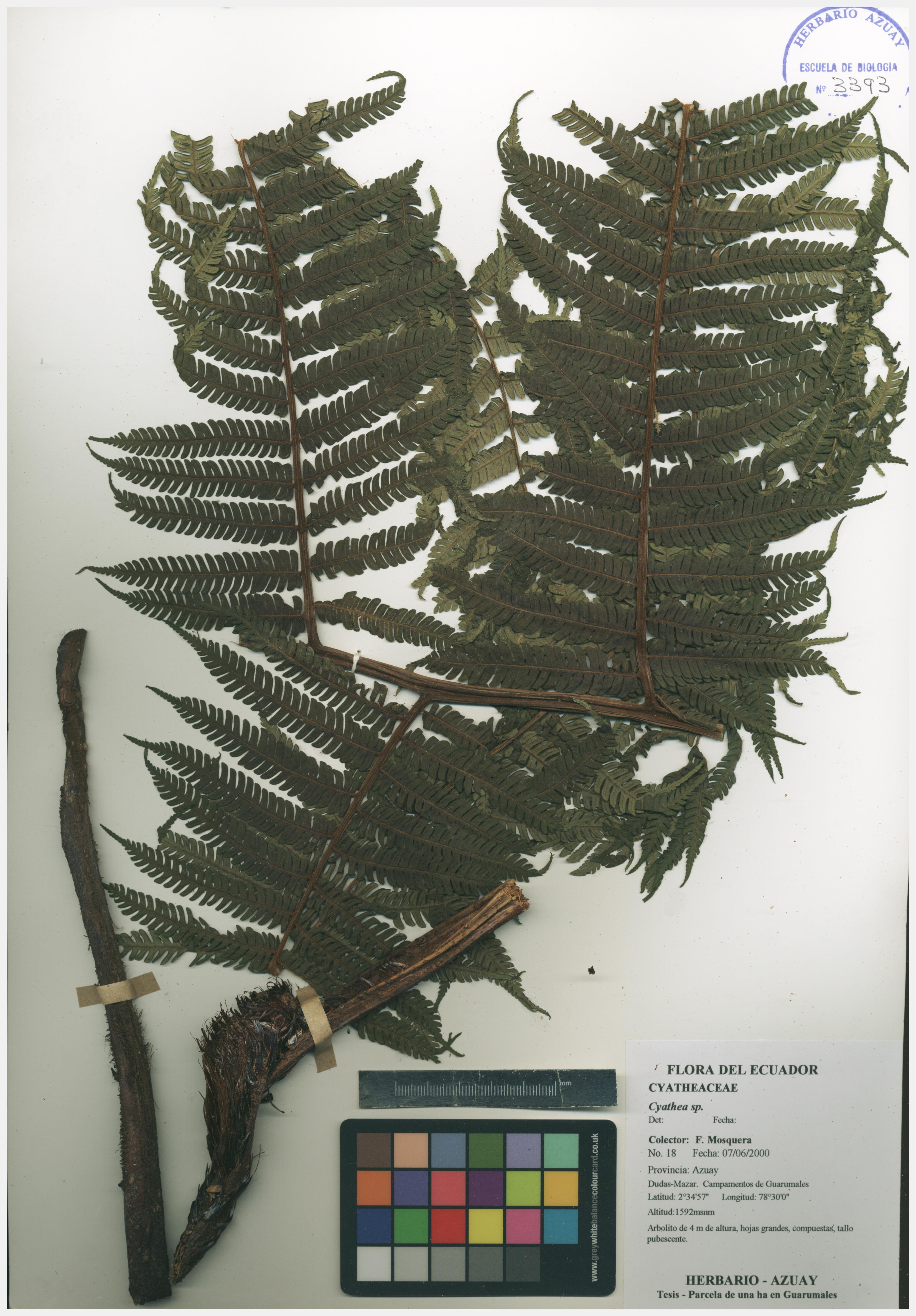 Cyathea squamipes H. Karst. | | Herbario Azuay
