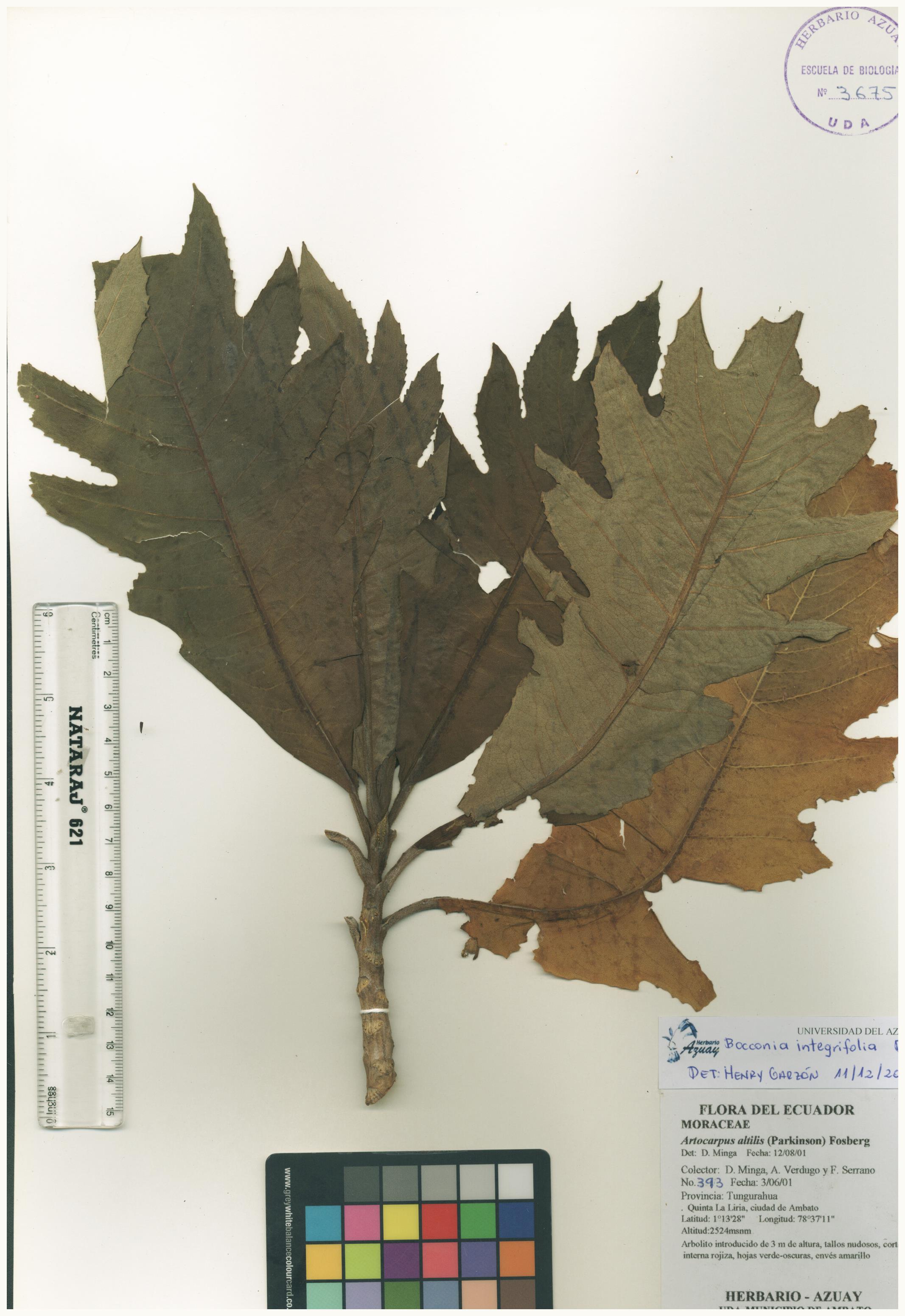 Bocconia integrifolia Bonpl. | Herbario Azuay - Universidad del Azuay