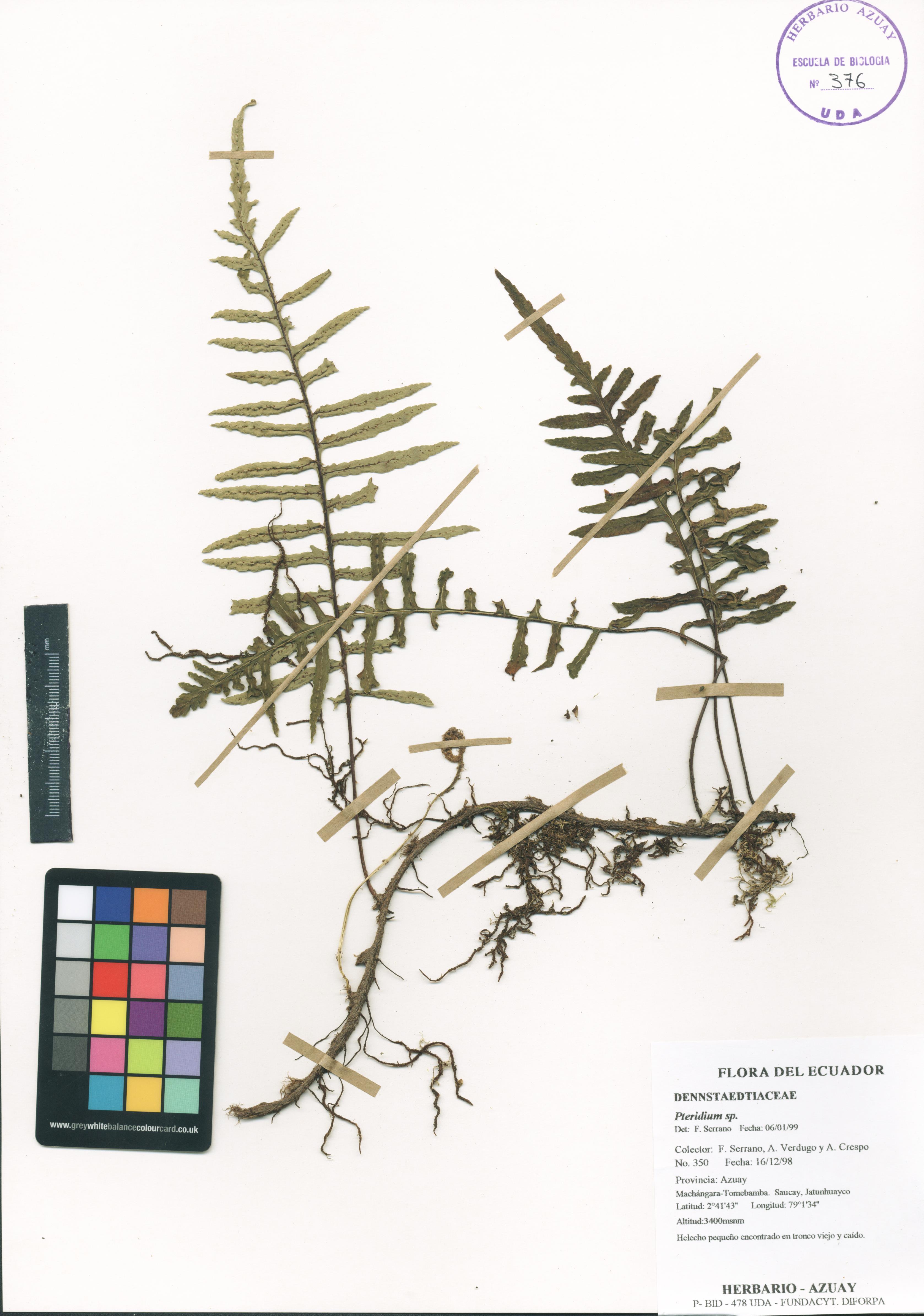 Pteridium sp. SIN DETERMINAR | | Herbario Azuay