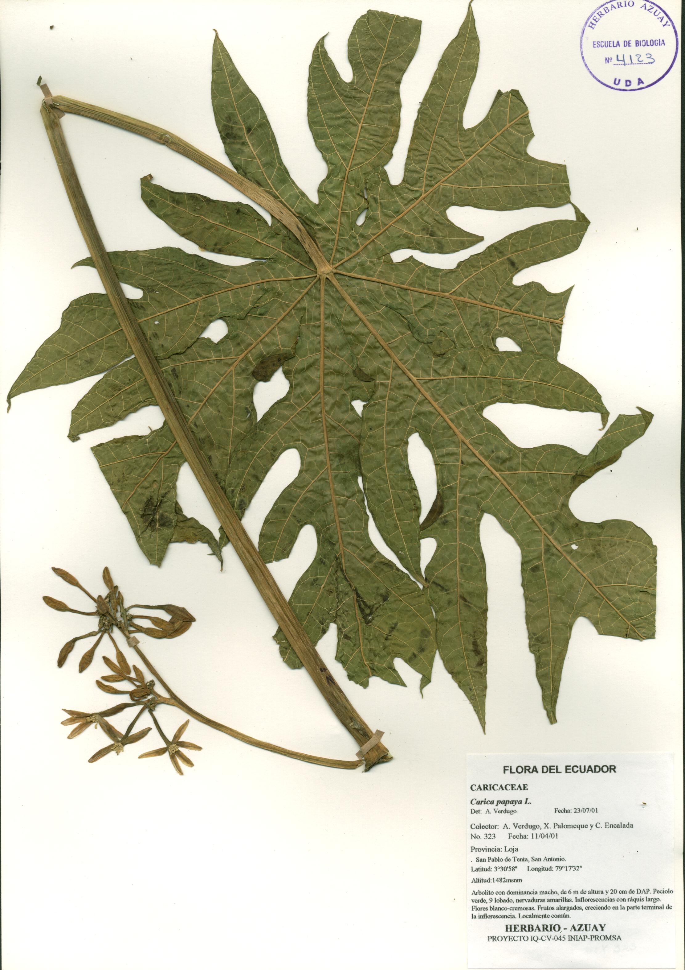 Carica papaya L. | Herbario Azuay - Universidad del Azuay