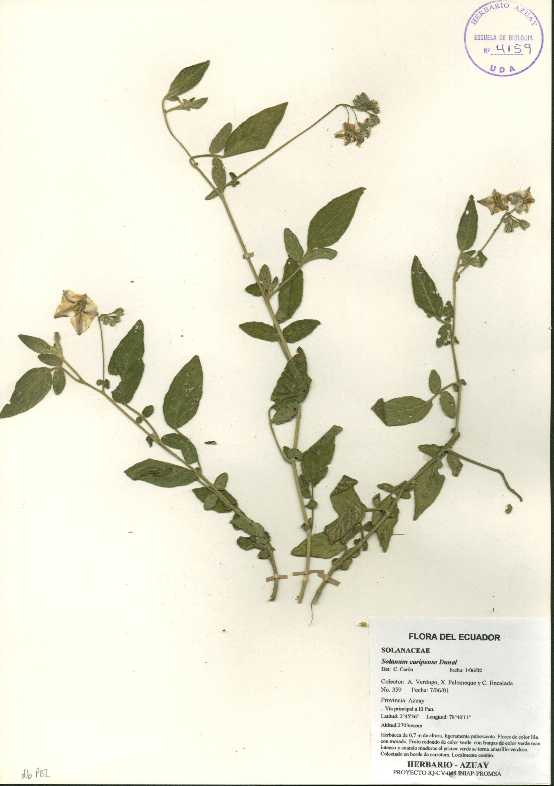 Solanum caripense Dunal | Símbalo | Herbario Azuay