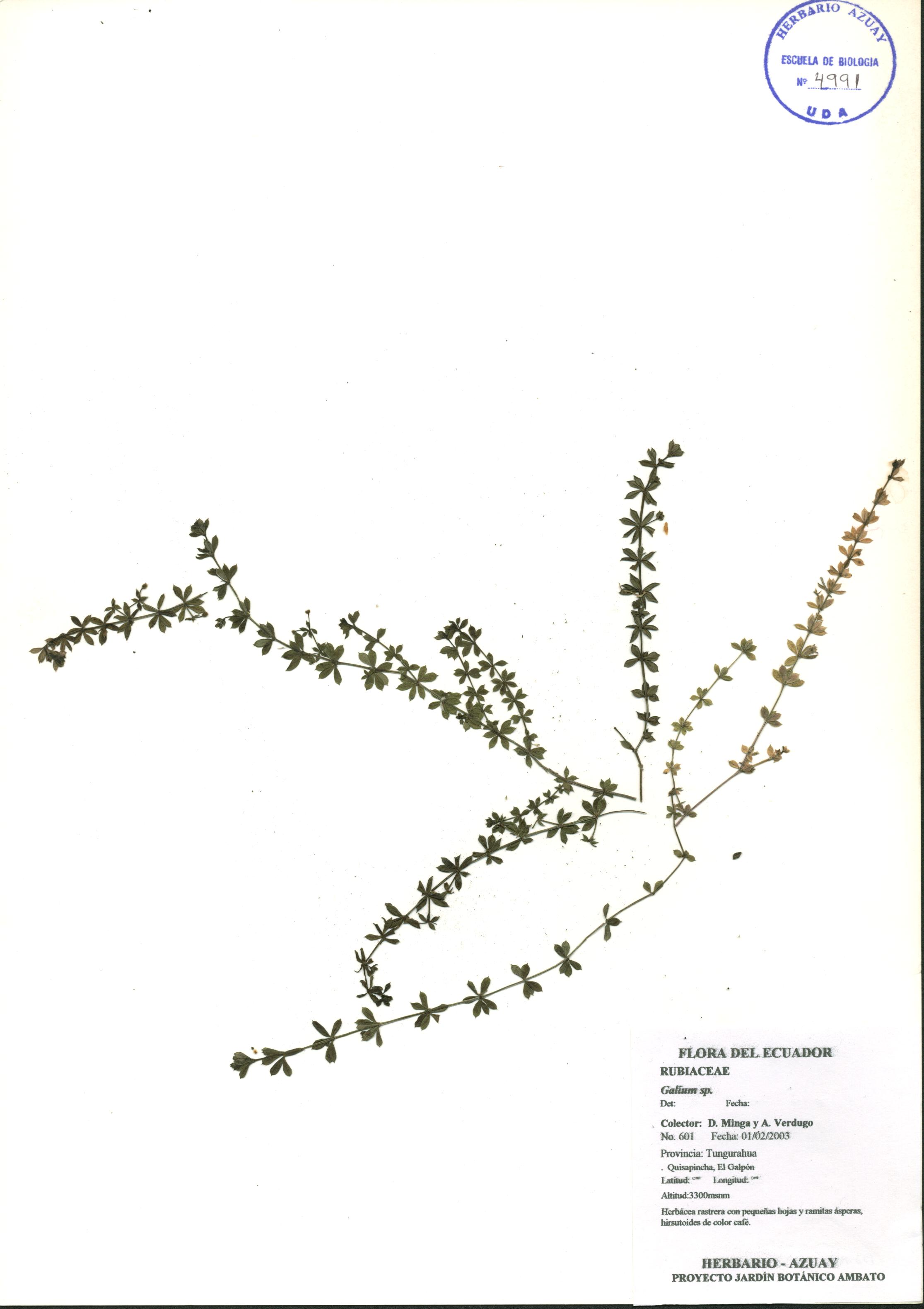 Galium sp. SIN DETERMINAR | | Herbario Azuay