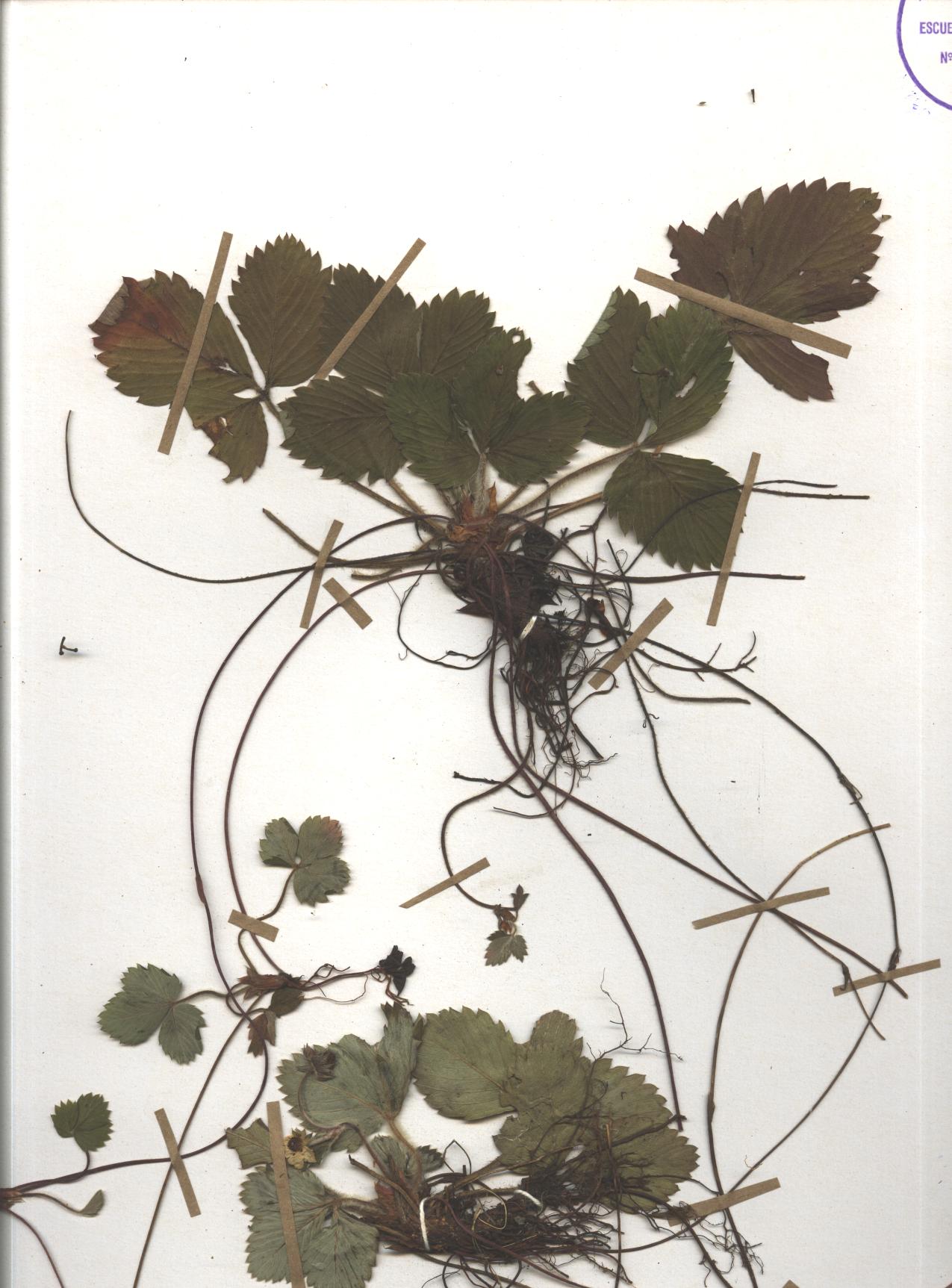 Fragaria vesca L. | Herbario Azuay - Universidad del Azuay