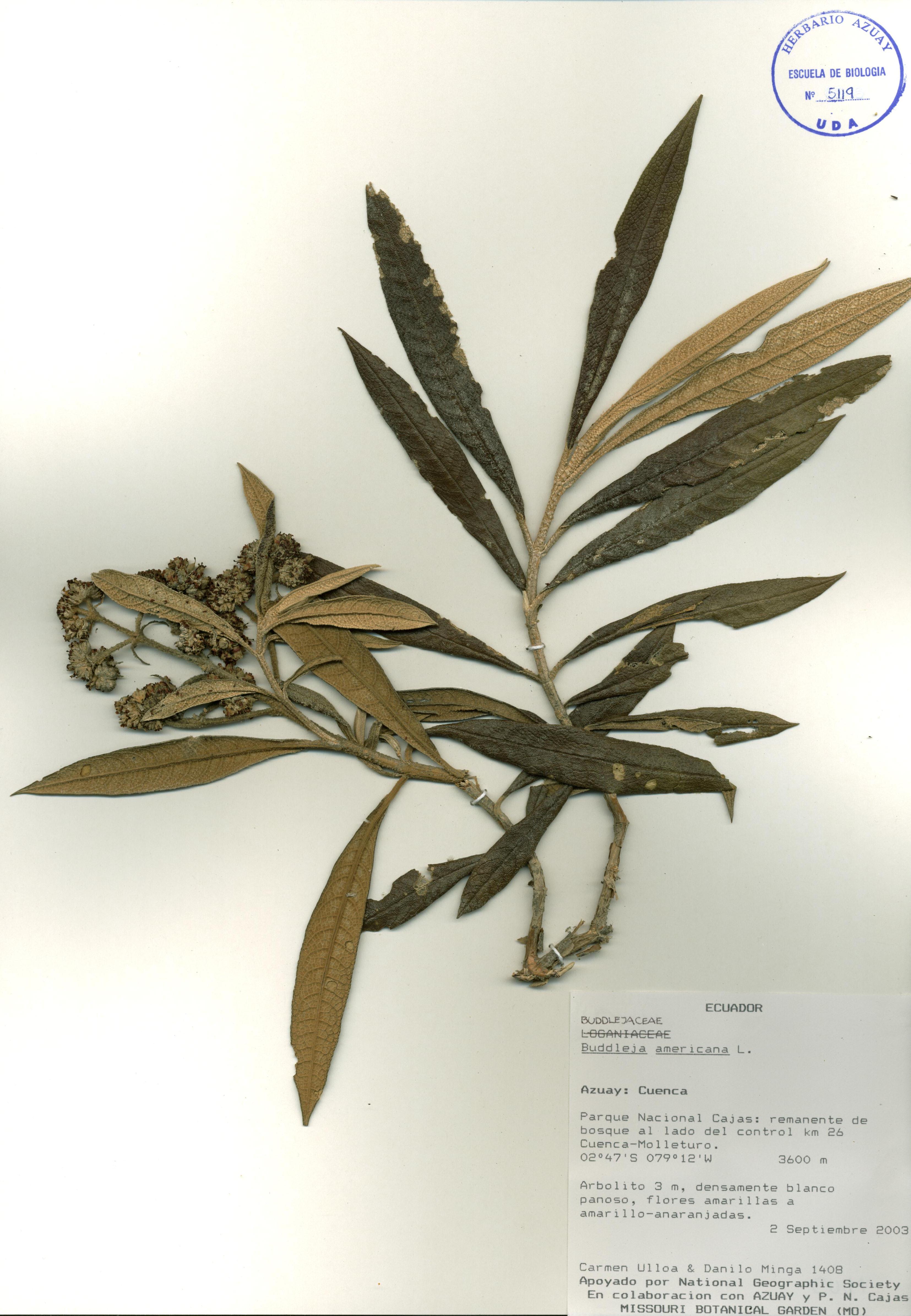 Buddleja incana Ruiz & Pav. | | Herbario Azuay