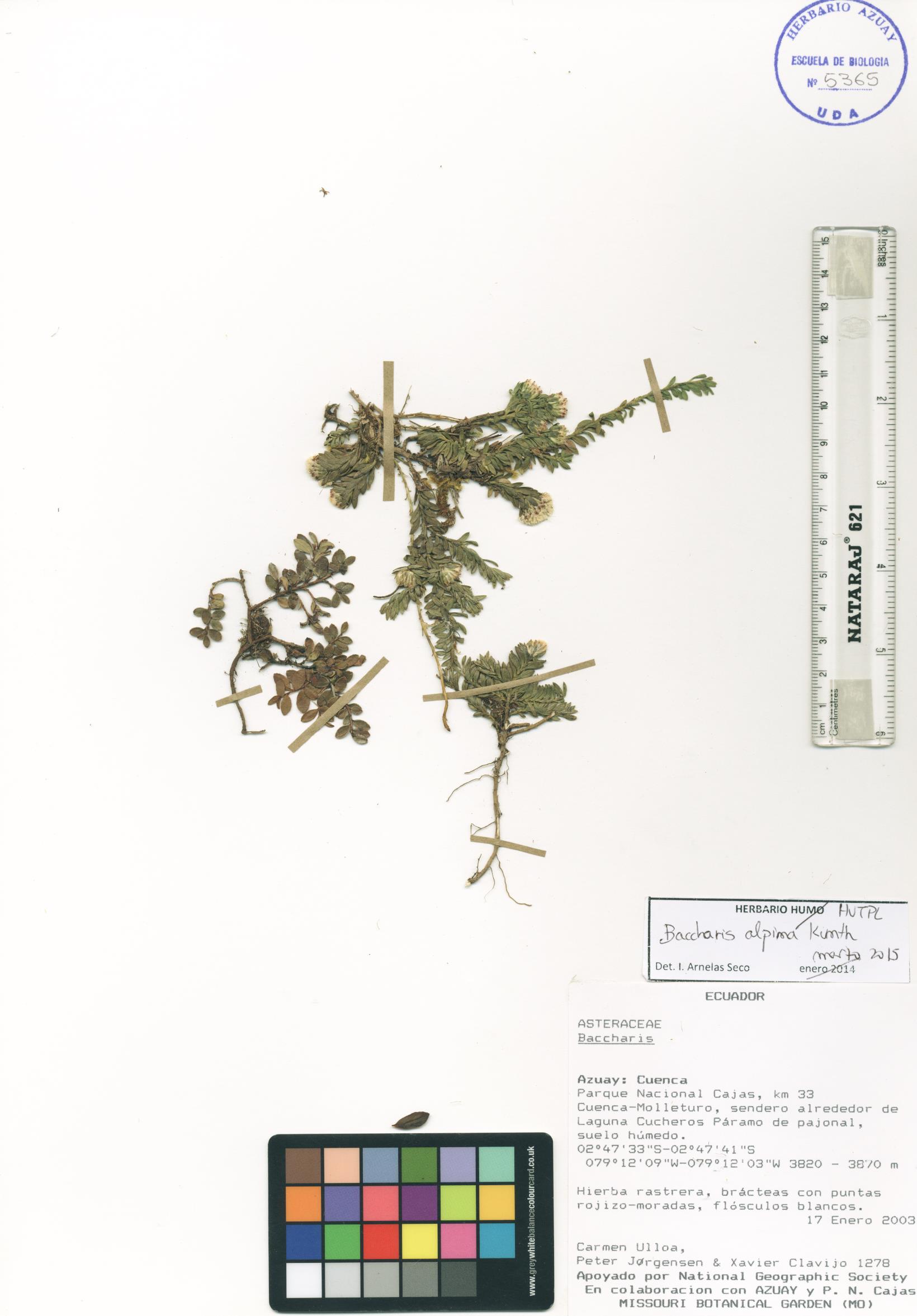 Baccharis alpina Kunth | Herbario Azuay - Universidad del Azuay