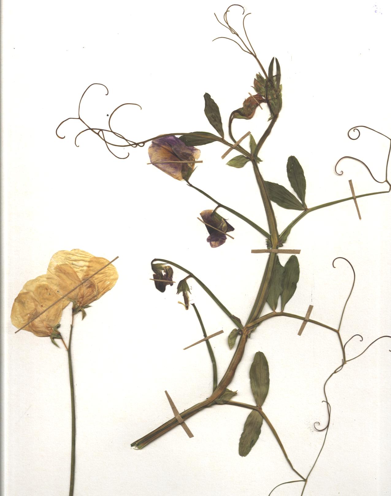 Pisum sativum L. | Arveja | Herbario Azuay