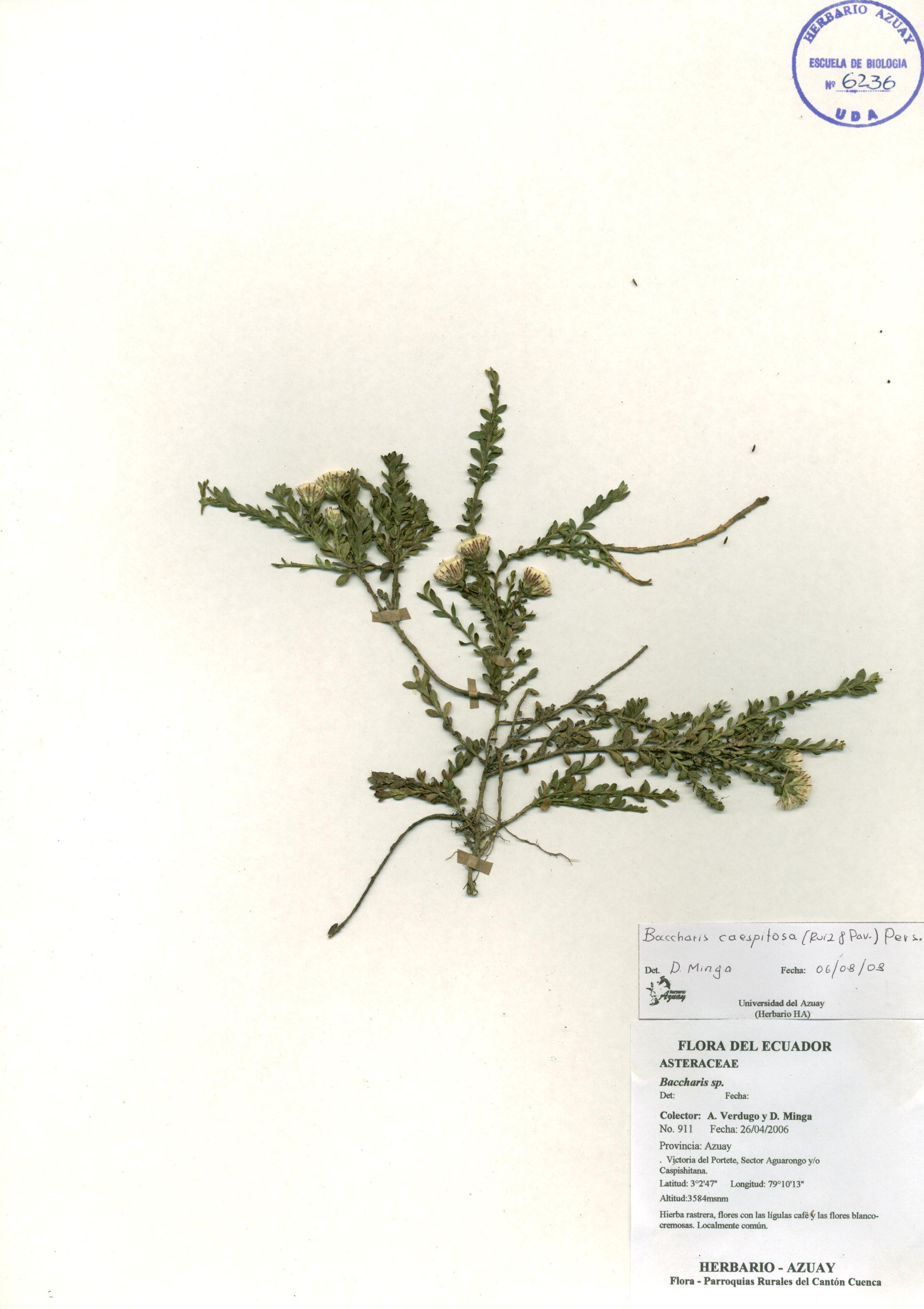 Baccharis alpina Kunth | | Herbario Azuay