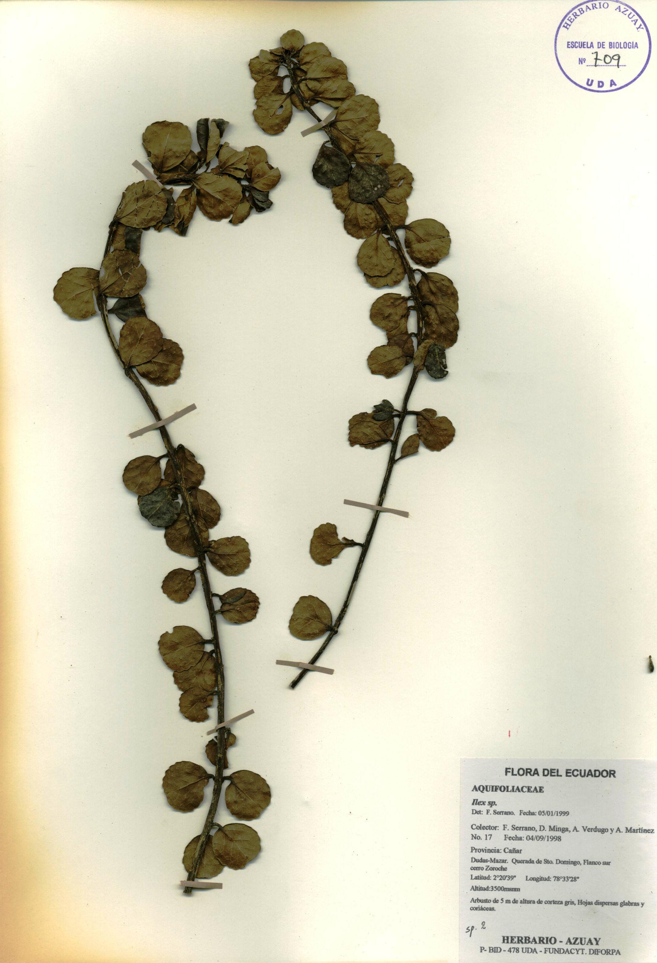 Ilex sp. SIN DETERMINAR | | Herbario Azuay