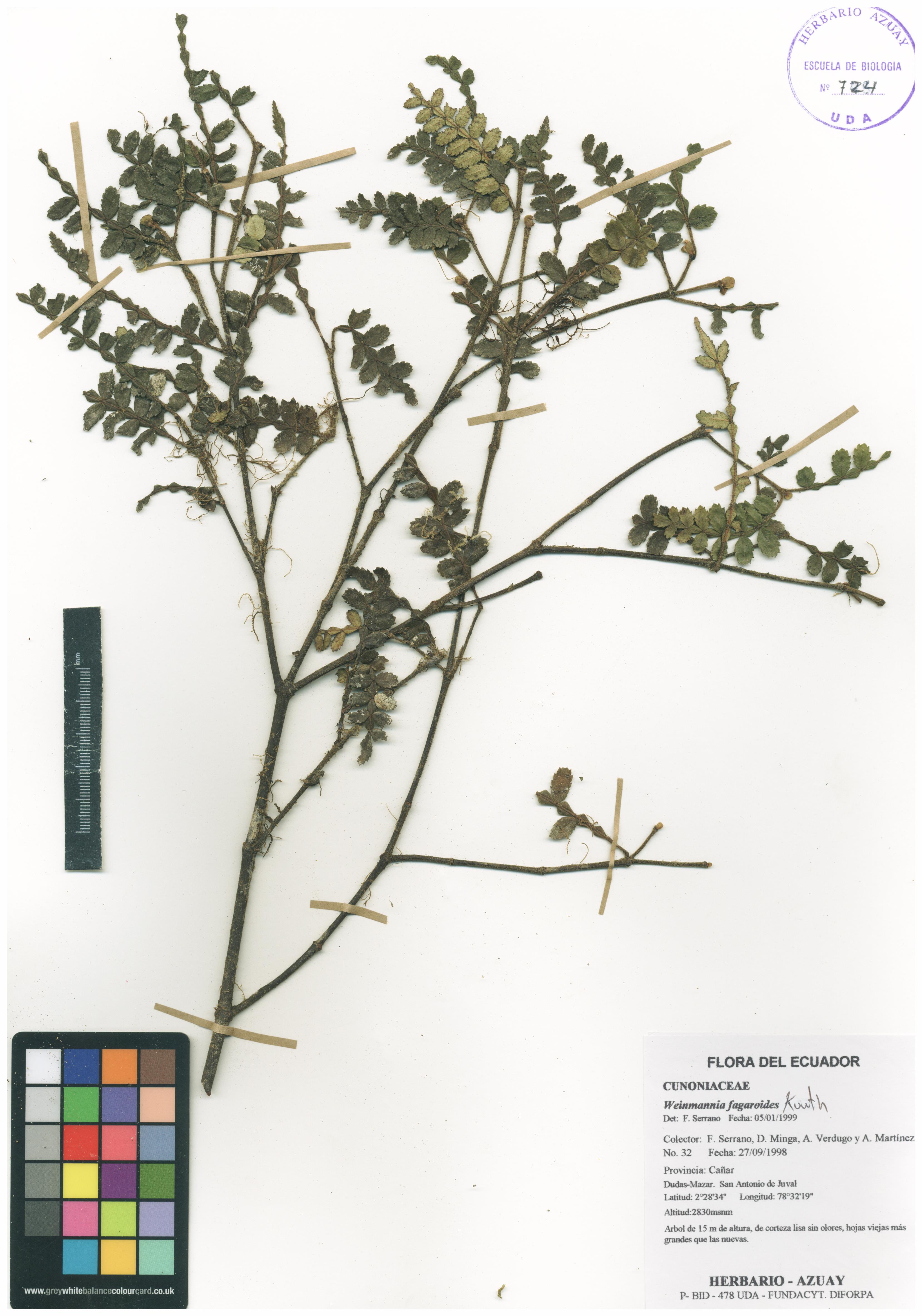 Weinmannia fagaroides Kunth | | Herbario Azuay